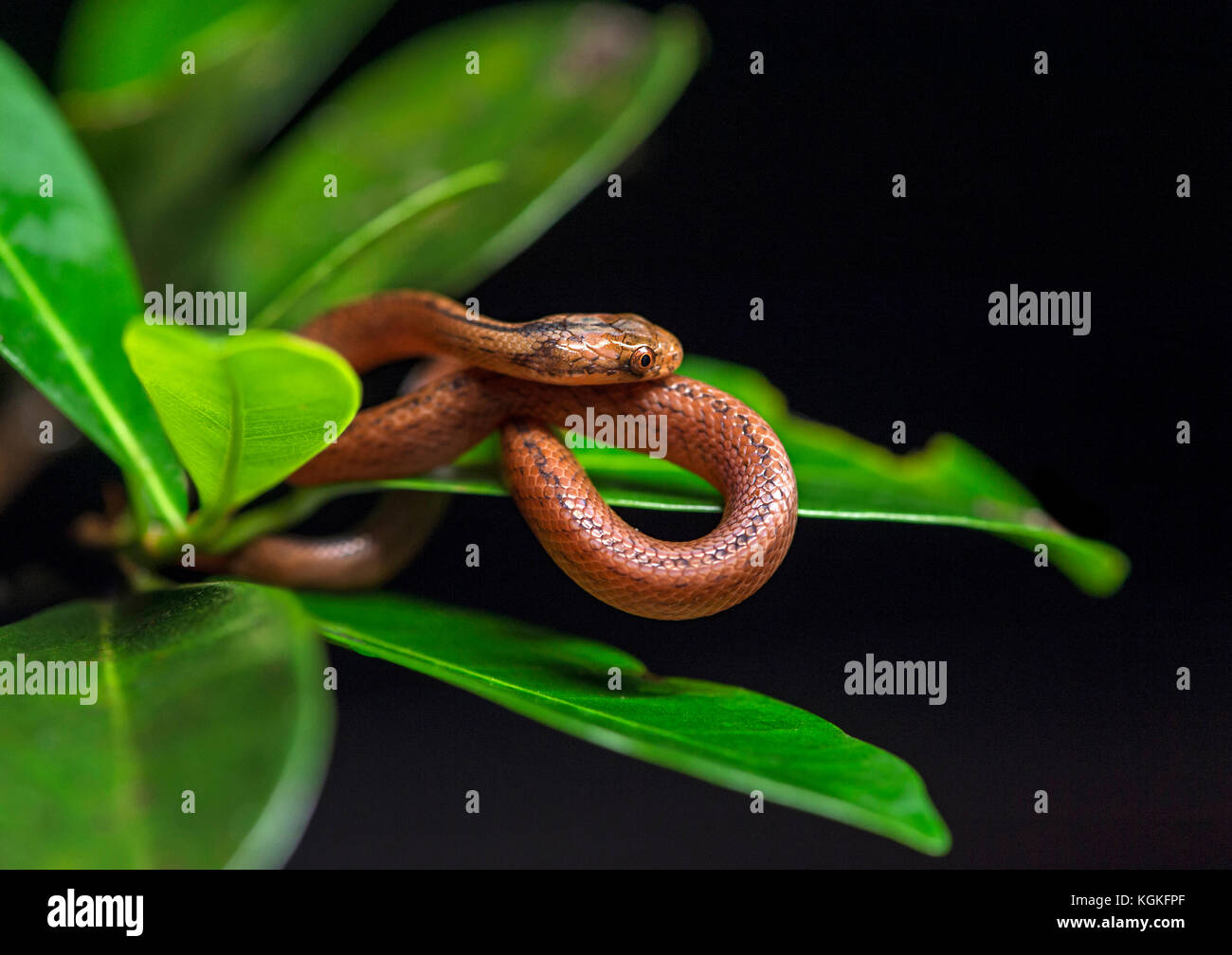 Colubrid (Compsophis) (Colubridae), Anjozorobe National Park ...