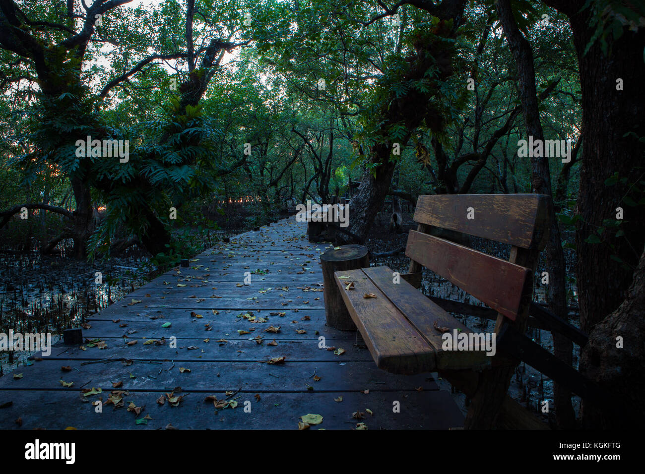 bench and wood path trail in mangrove forest Stock Photo - Alamy