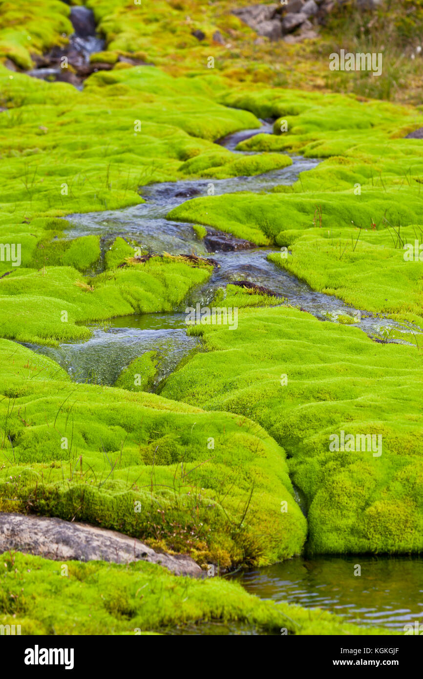 Iceland Small River Stream with green moss. Horizontal shot Stock Photo ...
