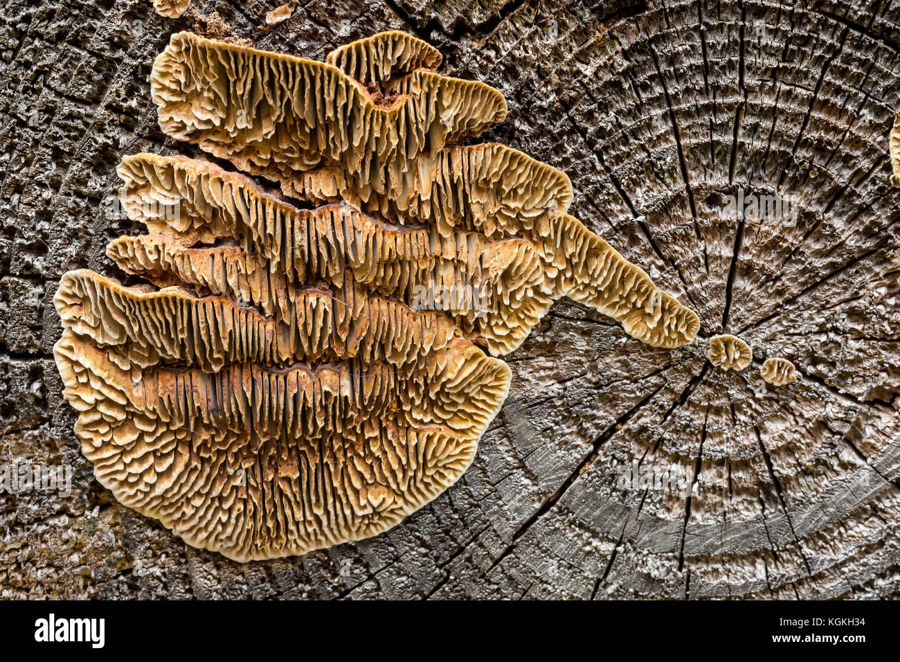 Basidiomycota Mushroom High Resolution Stock Photography and Images - Alamy