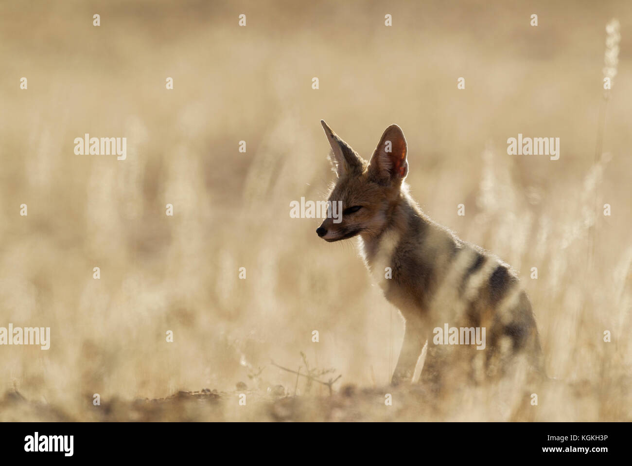 Cape Fox (Vulpes chama), Kalahari Desert, Kgalagadi Transfrontier Park ...