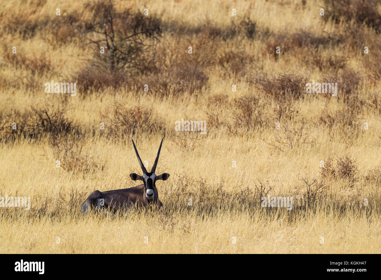 Kalahari Gemsbok National Park Tree High Resolution Stock Photography ...