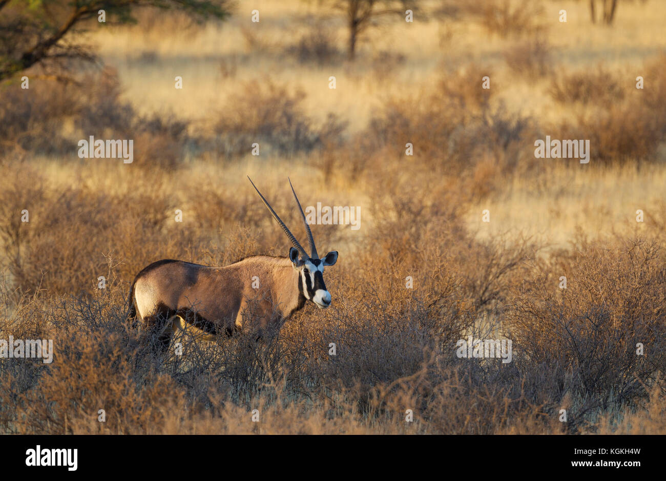 African gemsbok hi-res stock photography and images - Alamy