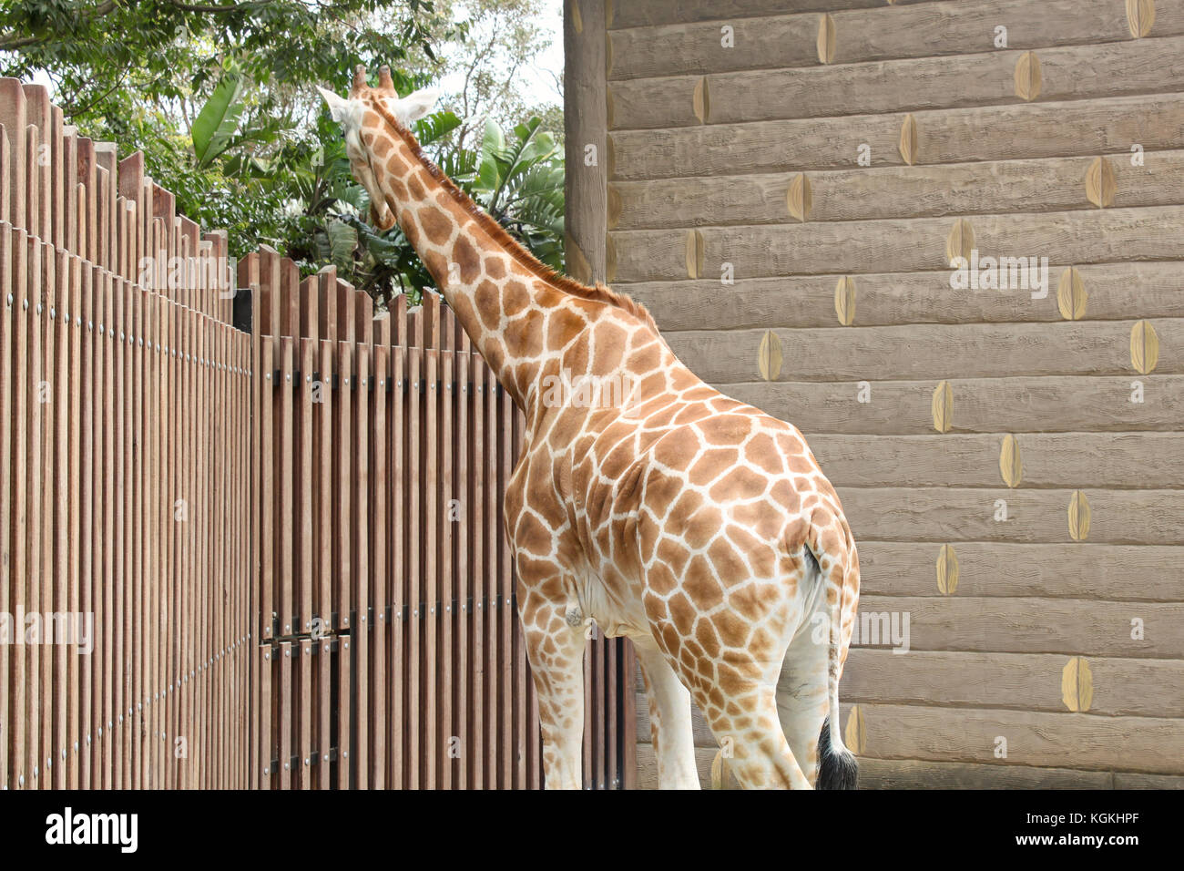 Giraffe looking through a high wooden fence at Sydney Taronga Zoo, 17 ...