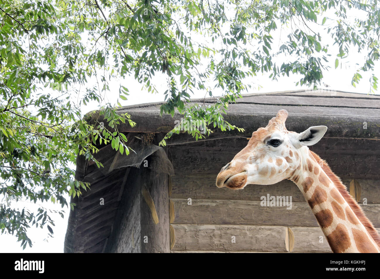 Giraffe looking through a high wooden fence at Sydney Taronga Zoo, 17 ...