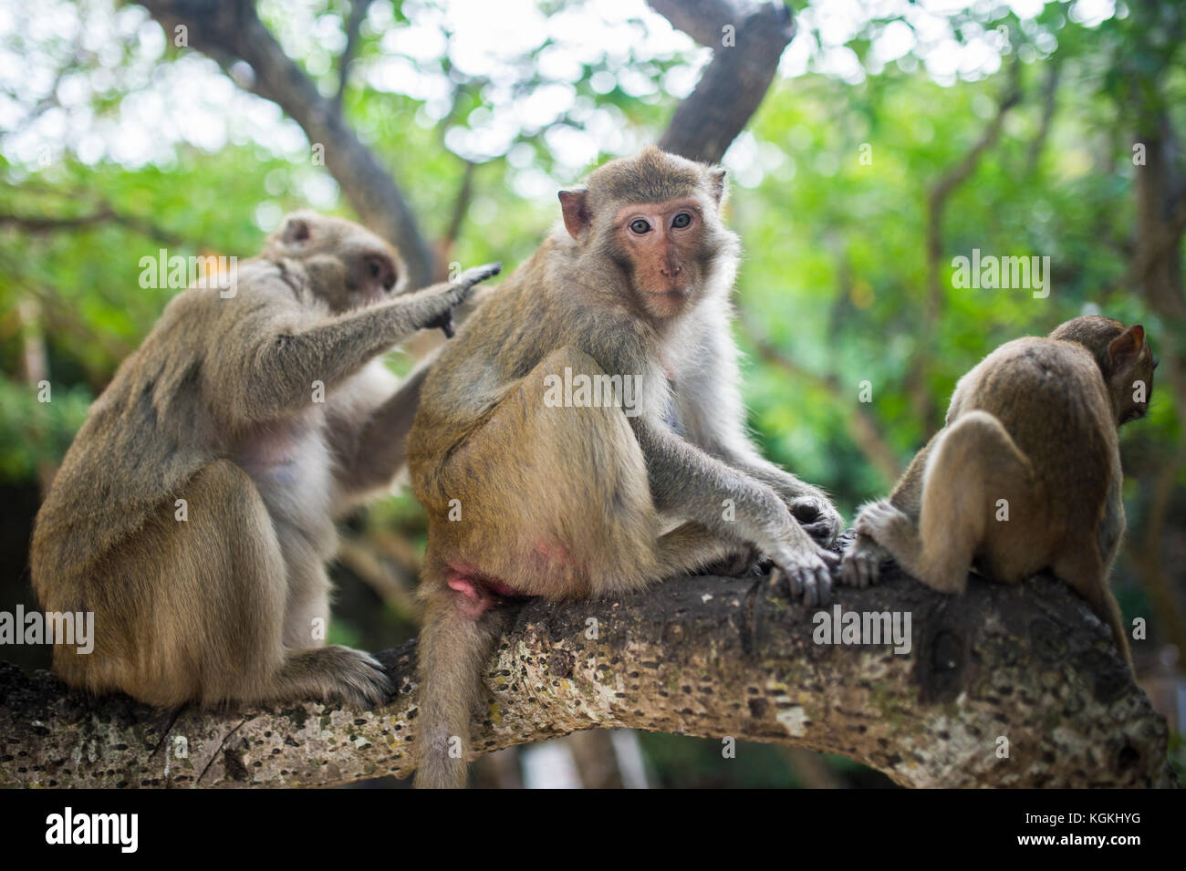Three wise monkeys illustration hi-res stock photography and images - Alamy