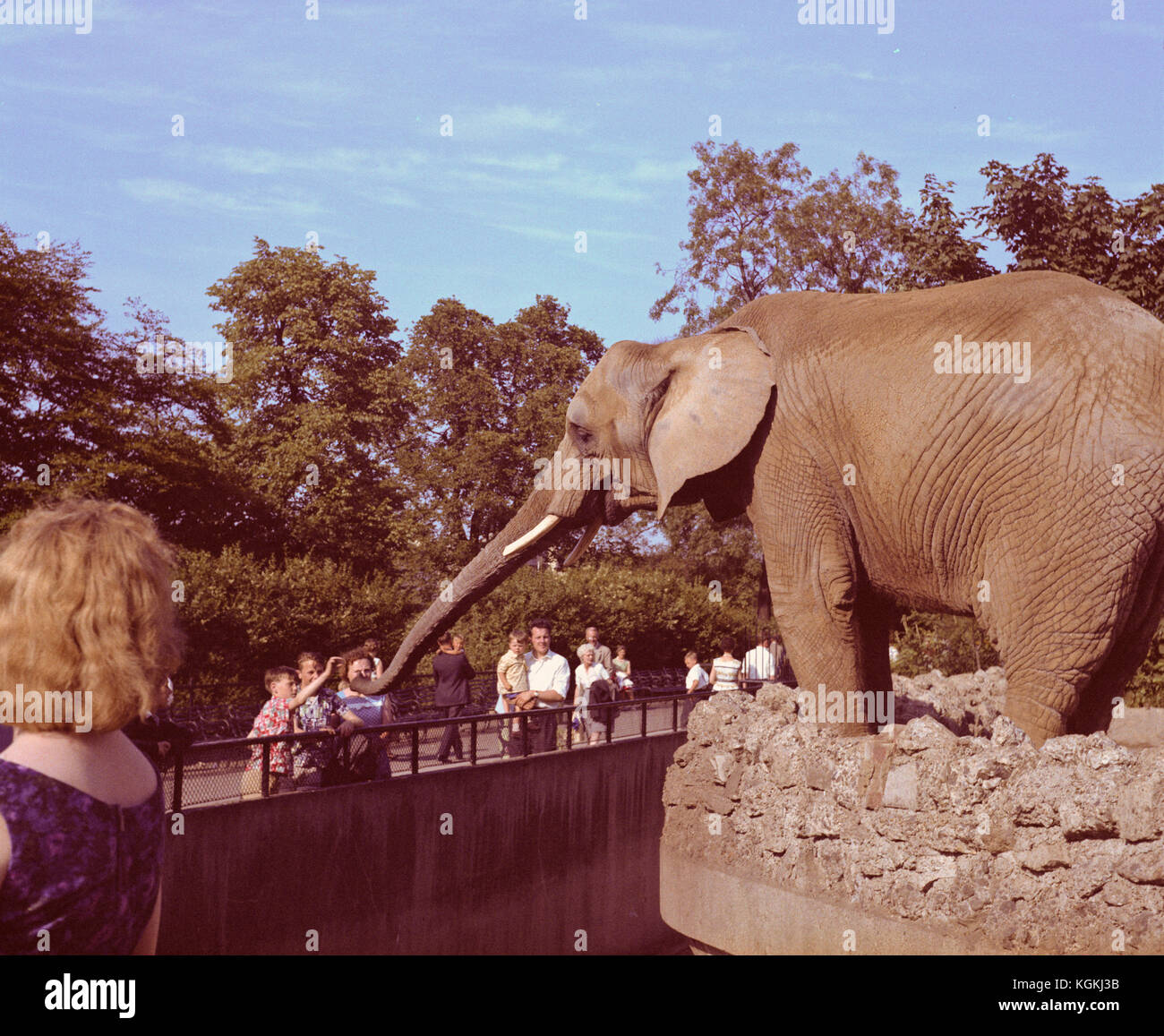 London zoo elephant enclosure hi-res stock photography and images - Alamy