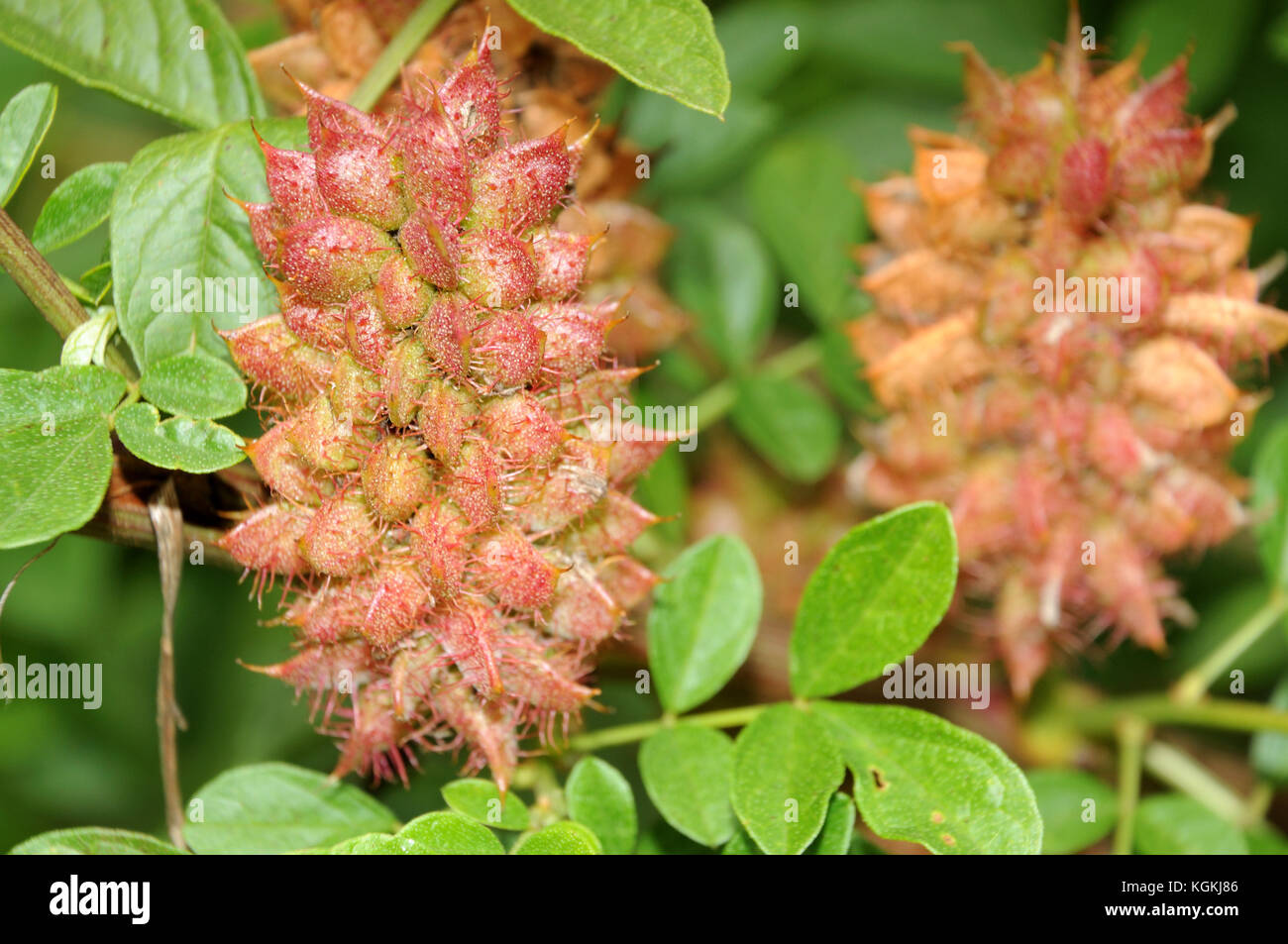 fruits of a licorice bush Stock Photo - Alamy