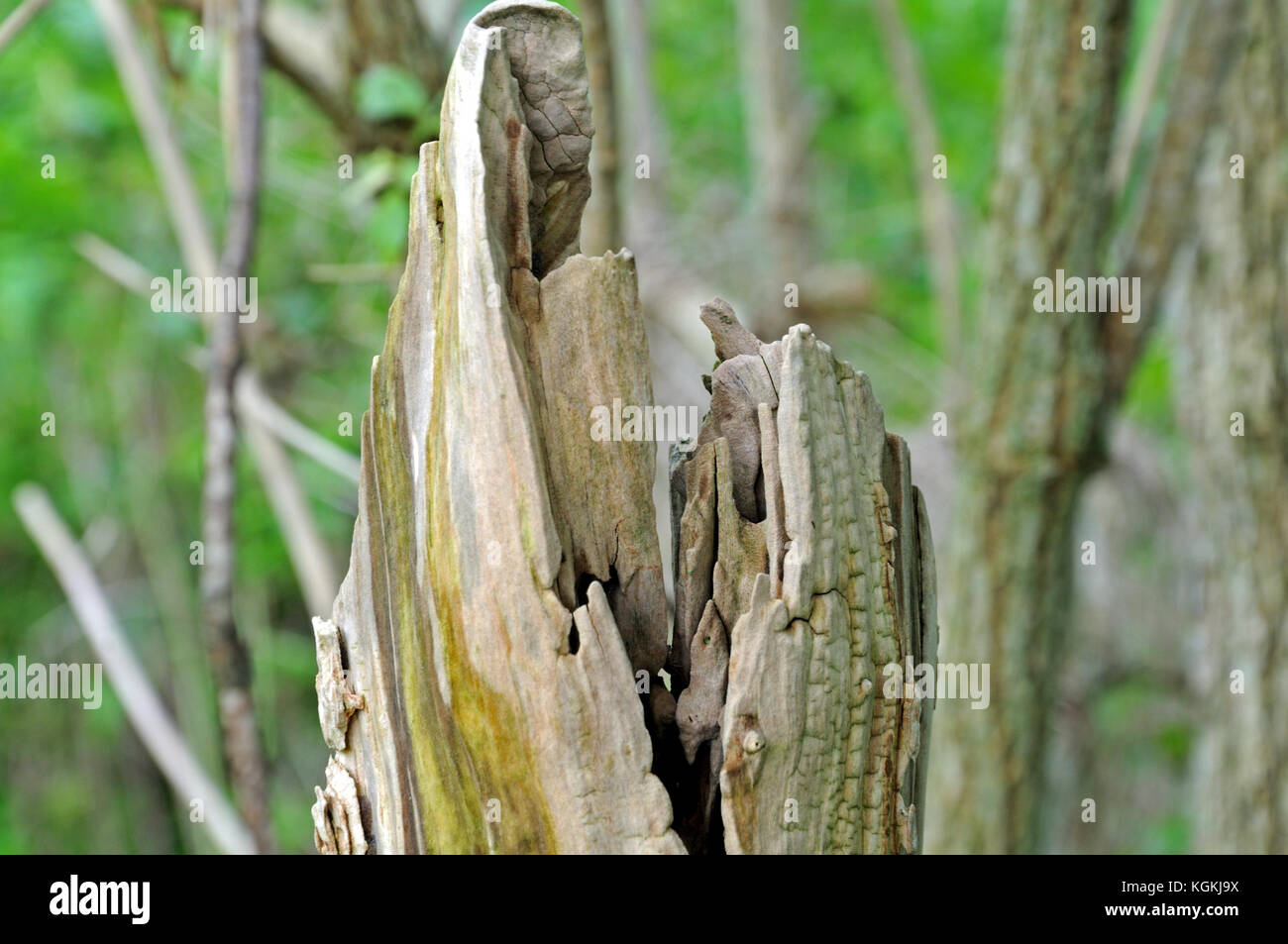 dead wood of an elder tree Stock Photo - Alamy