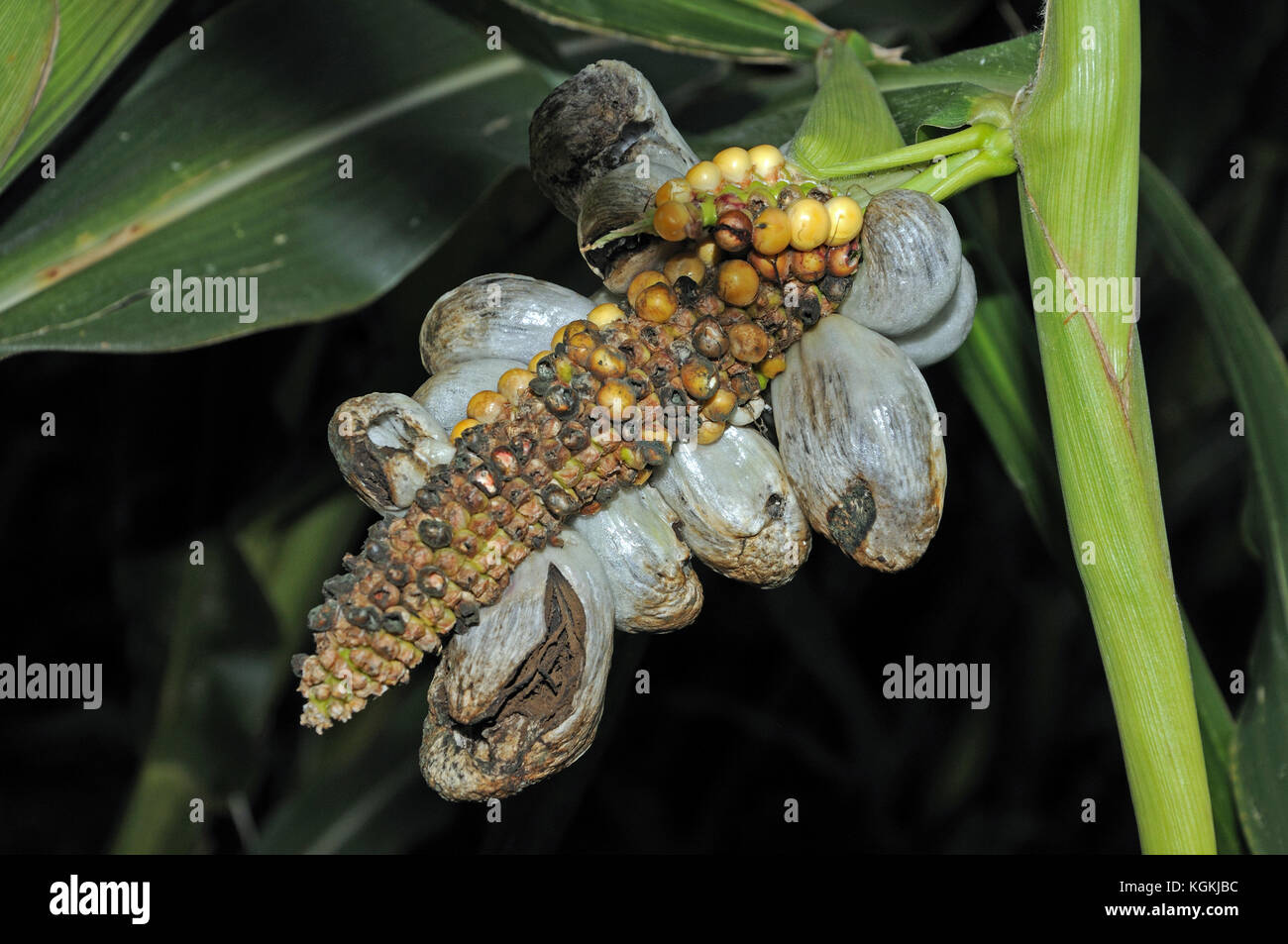corn smut, as huitlacoche a delicacy in mexican kitchen Stock Photo - Alamy