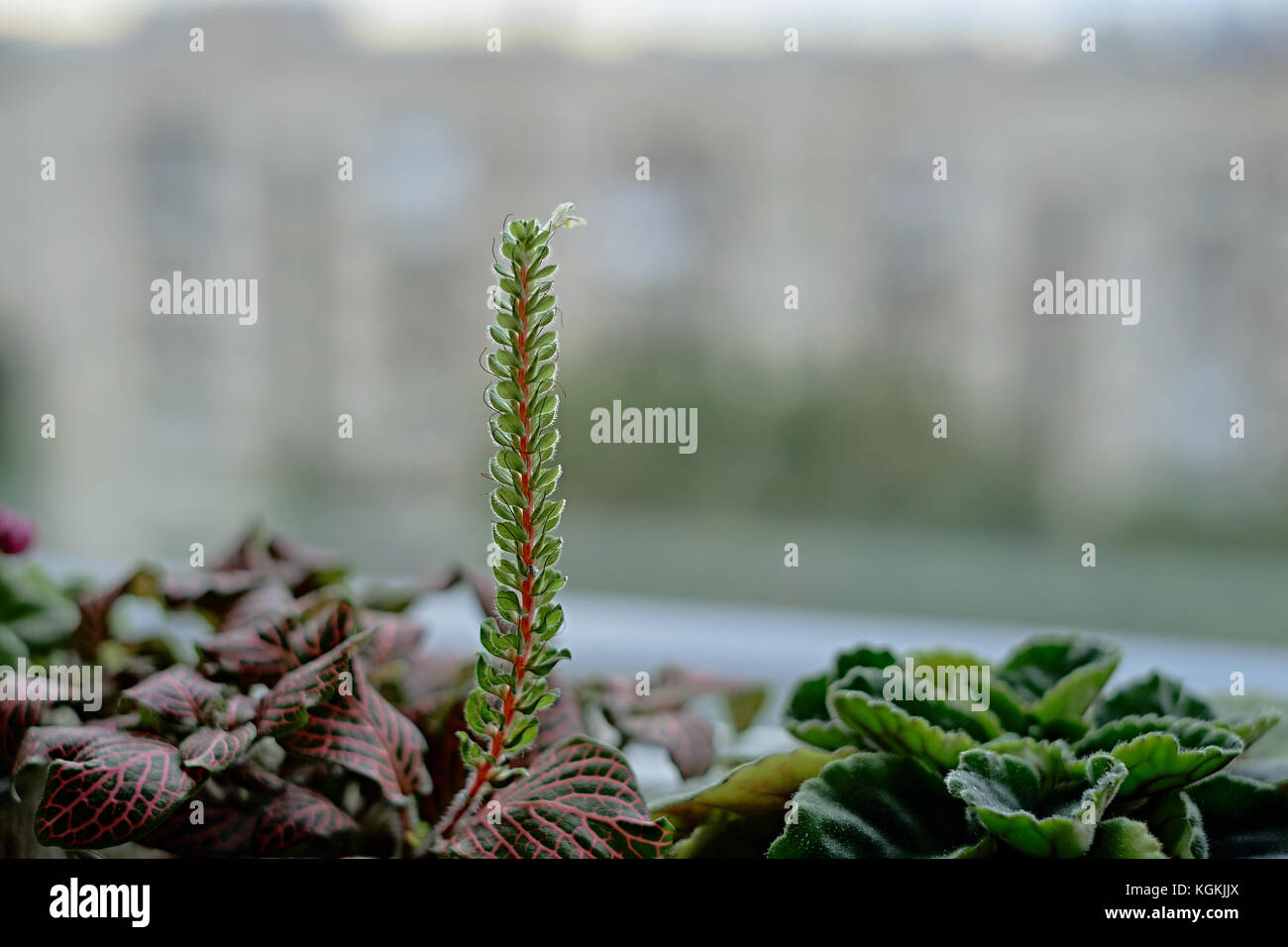 Houseplant sprout hi-res stock photography and images - Alamy