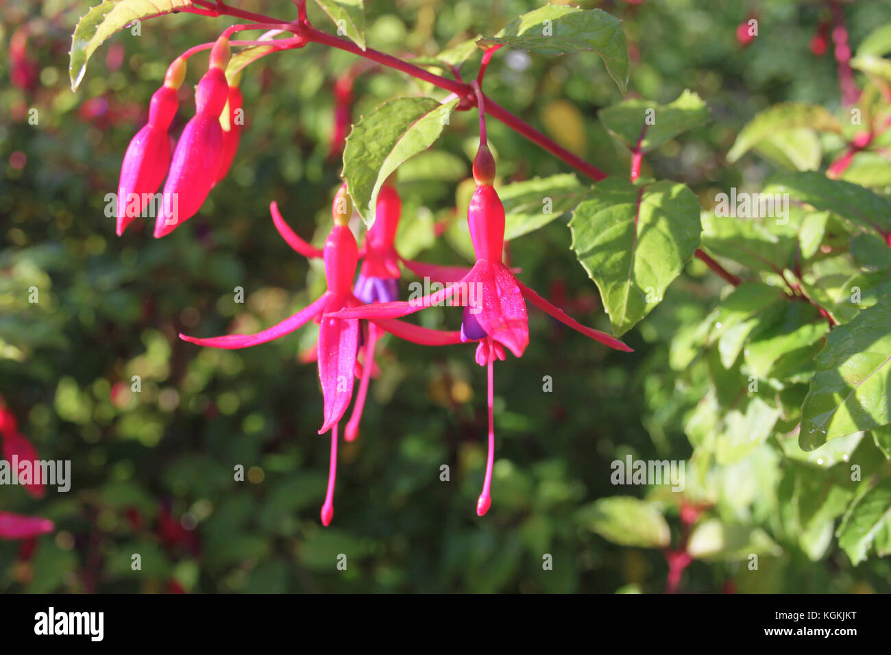 close up shots of a healthy fuschia bush in flower in a sunny autumnal ...