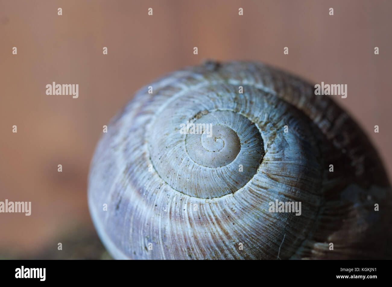 Empty shell house hi-res stock photography and images - Alamy