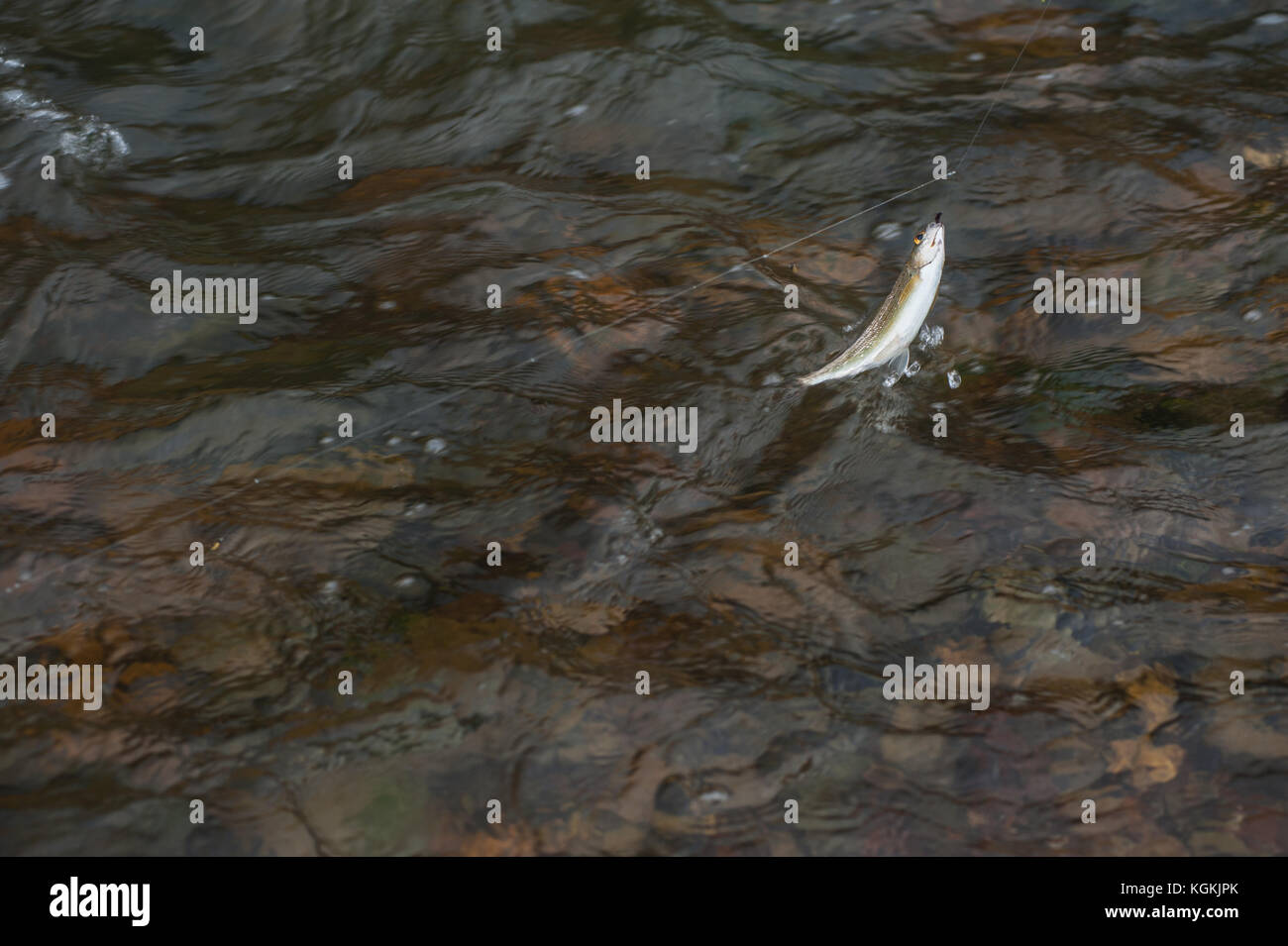 Grayling fish hi-res stock photography and images - Alamy