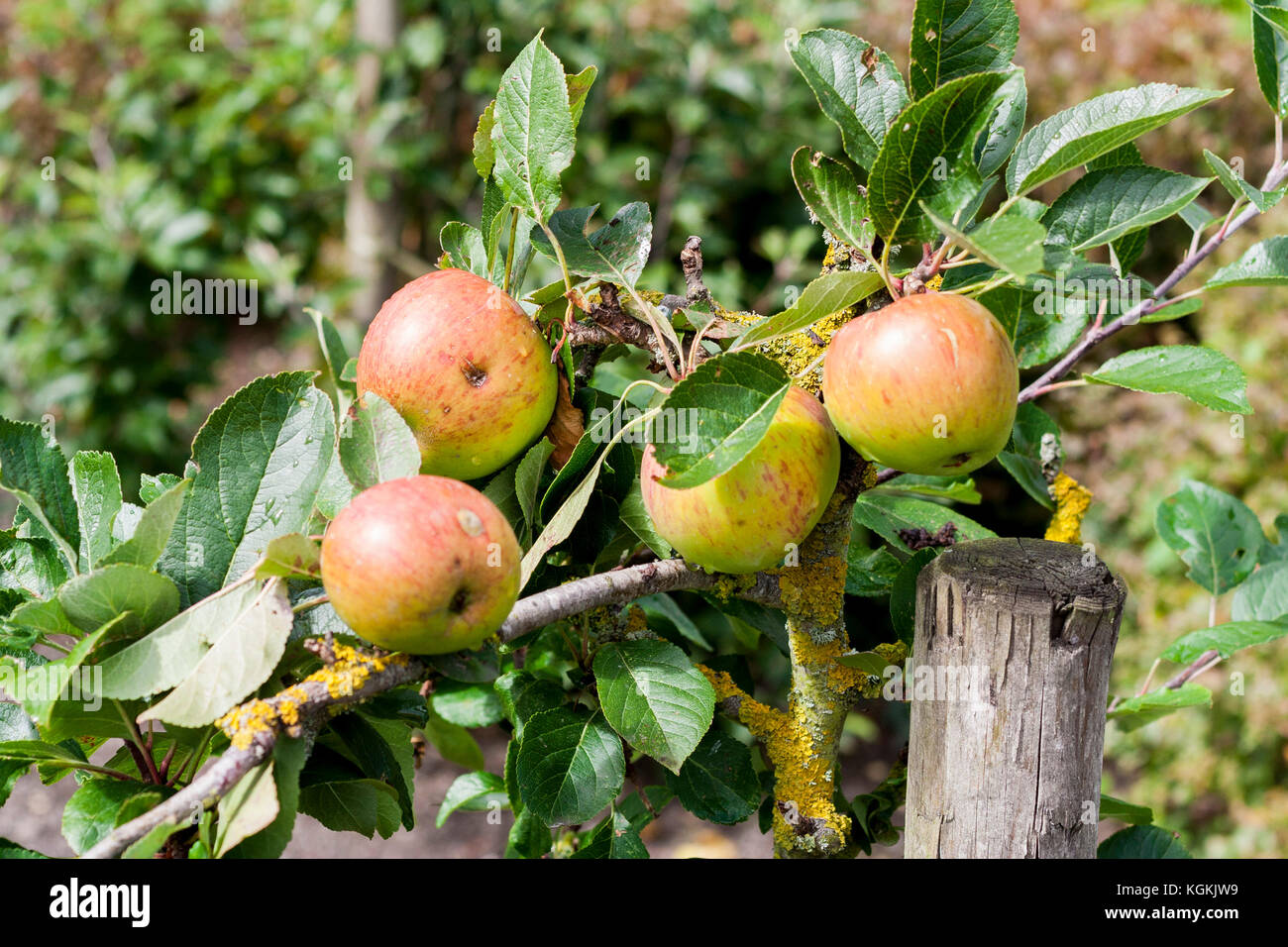 Tree in ireland hi-res stock photography and images - Alamy