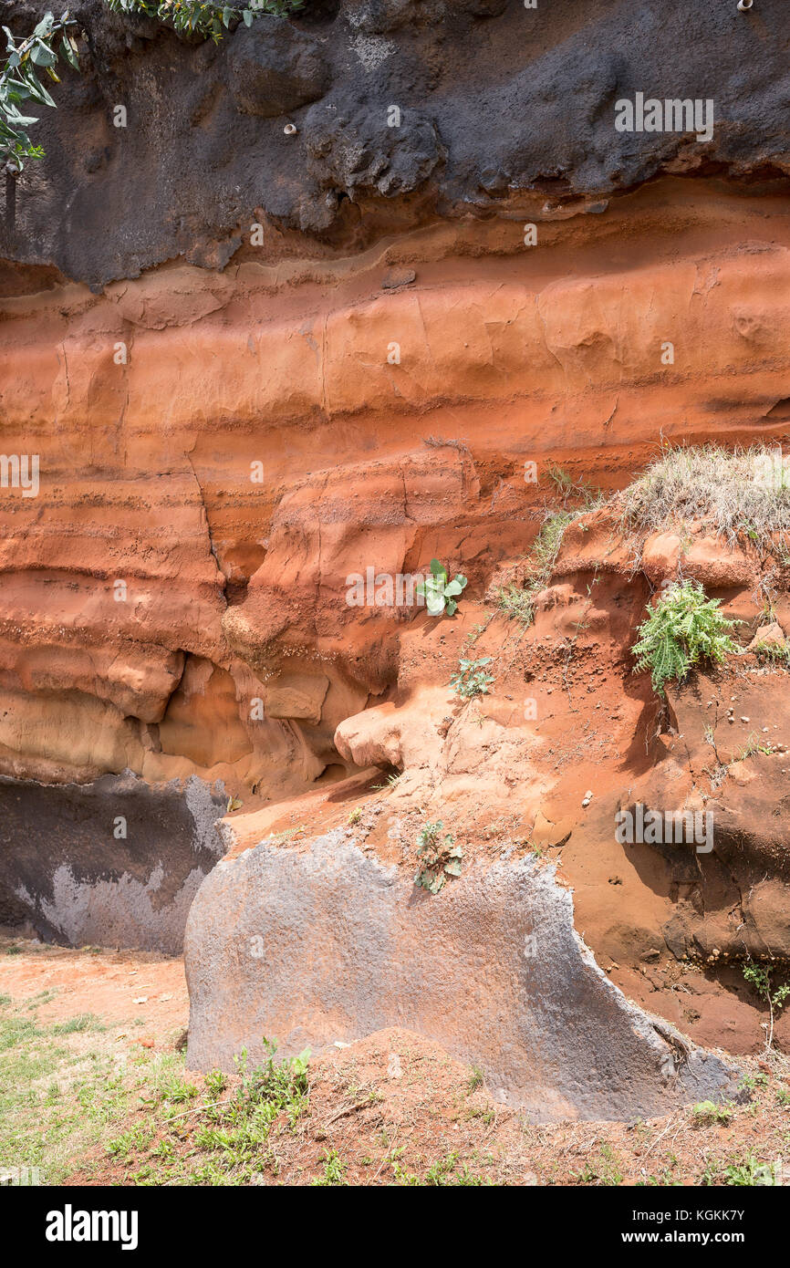 Cross section of the cliff at Camara de Lobos, Near Funchal, Madeira ...