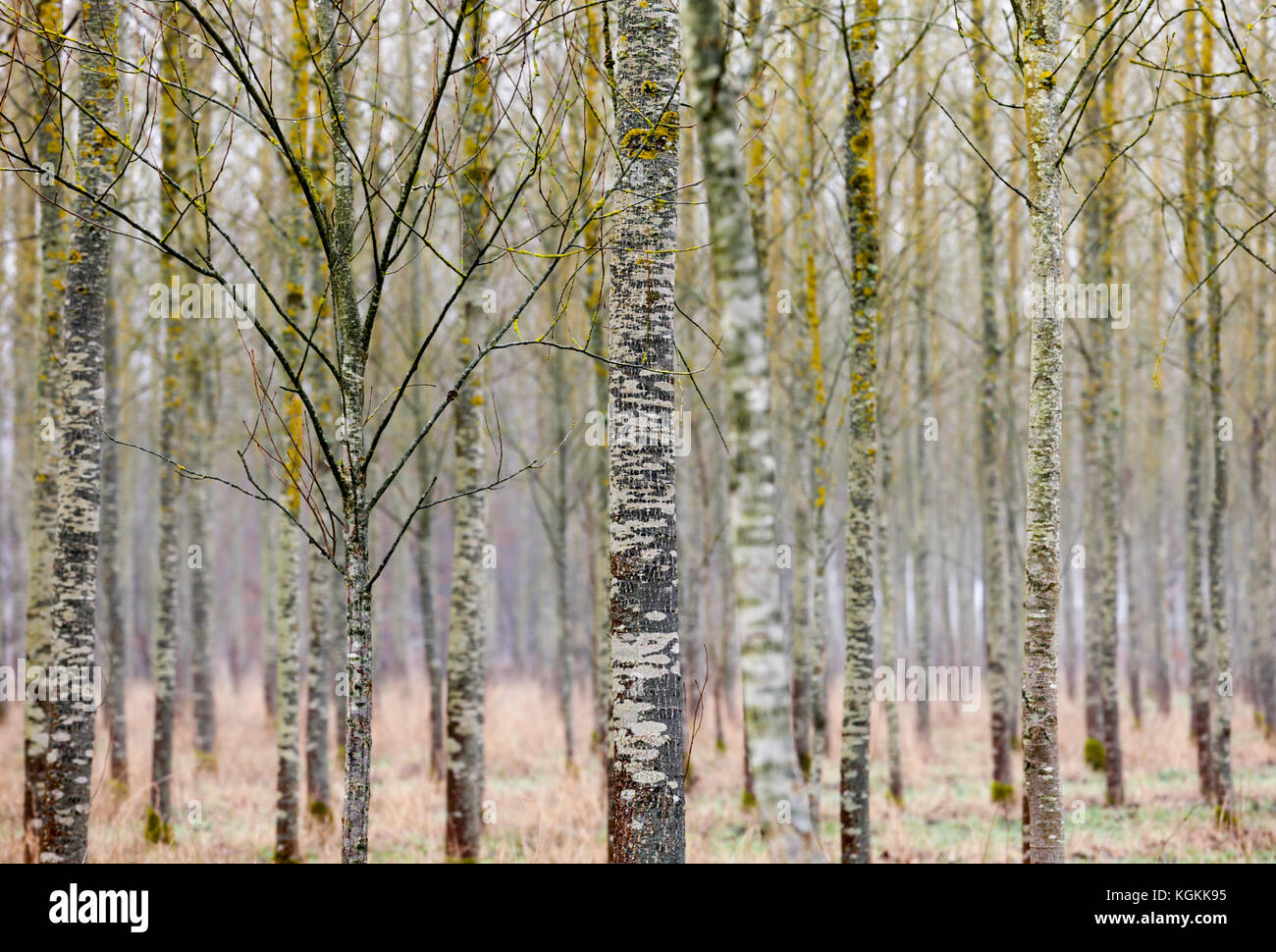 Poplar trees in winter hi-res stock photography and images - Alamy