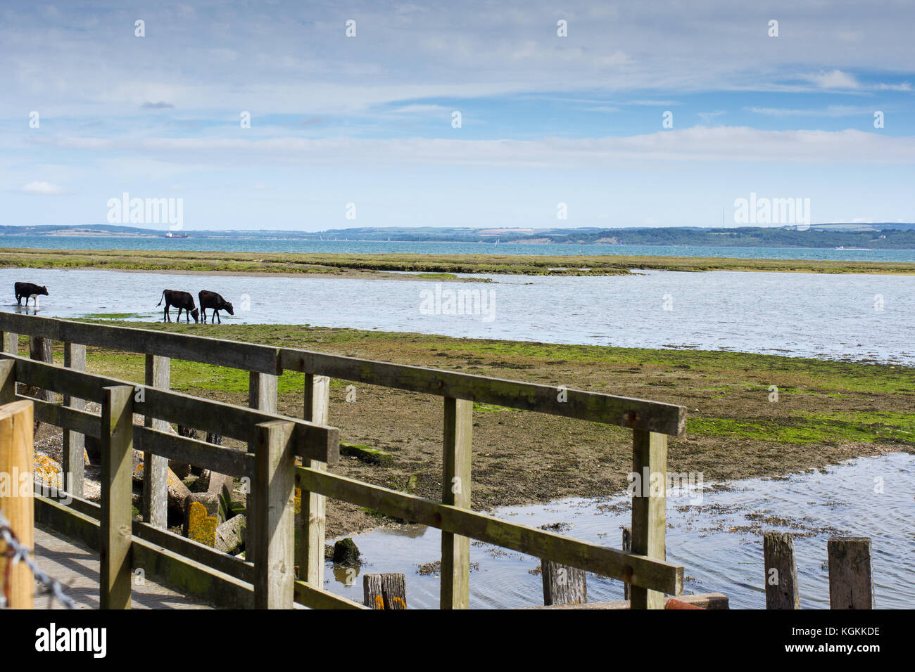 View from the Hampshire coast of the Solent,with three escaped cows in ...