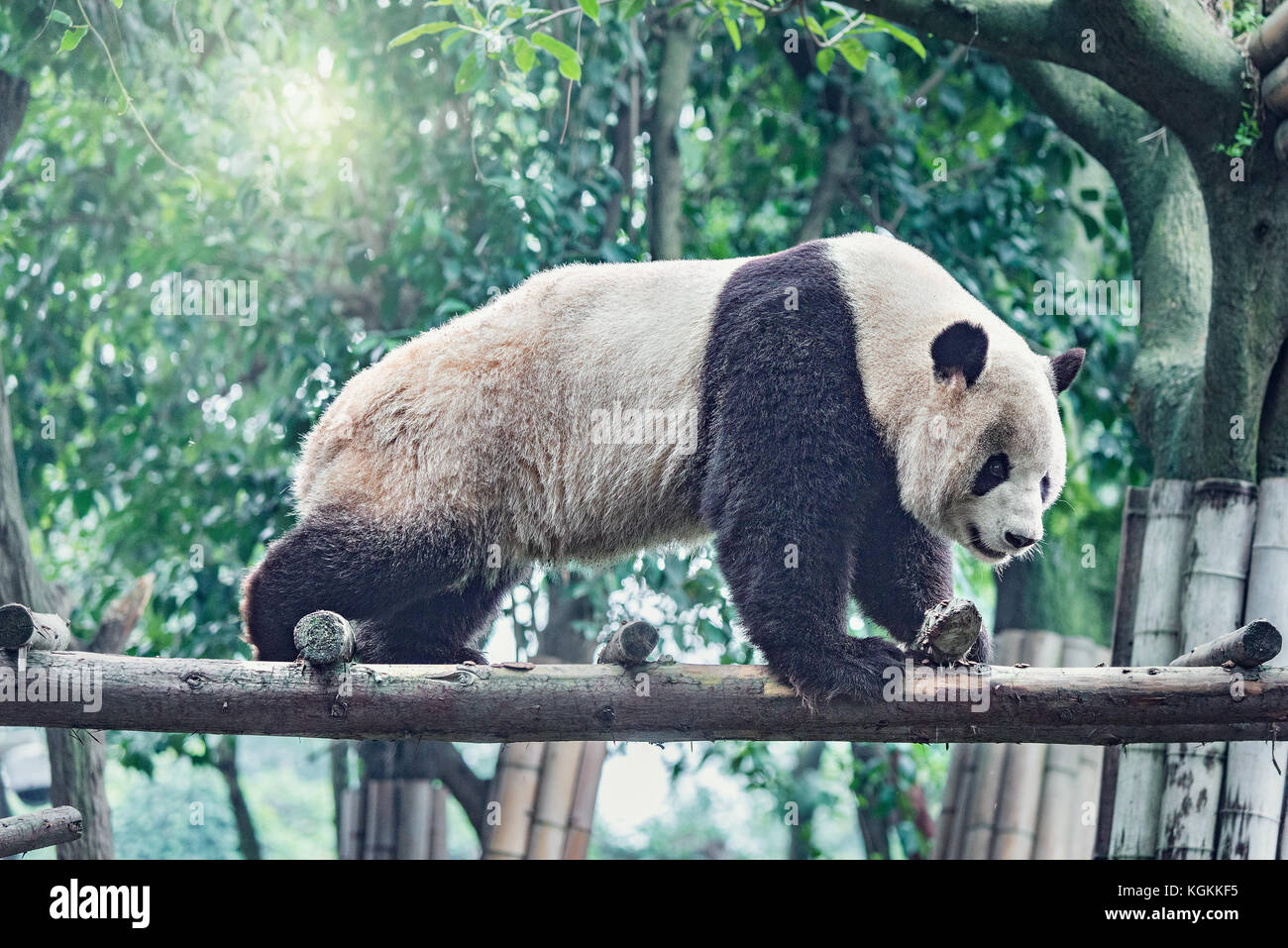 Giant Panda on the bamboo tree in the park Stock Photo - Alamy