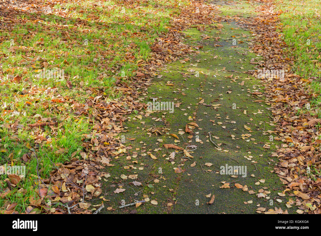 Pavement on a suburban street in autumn with fallen leaves, Poole ...