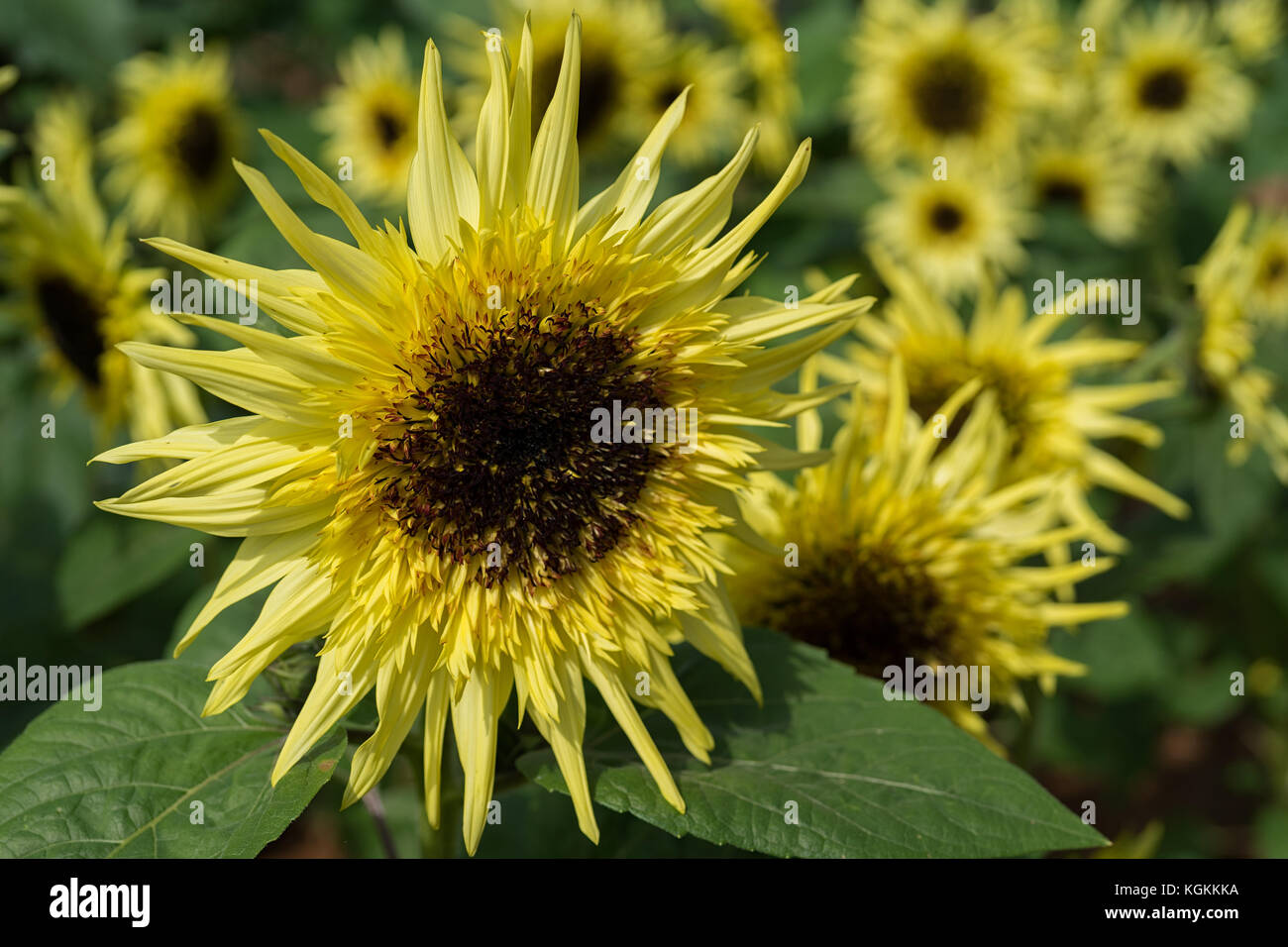 Starburst sunflower hi-res stock photography and images - Alamy