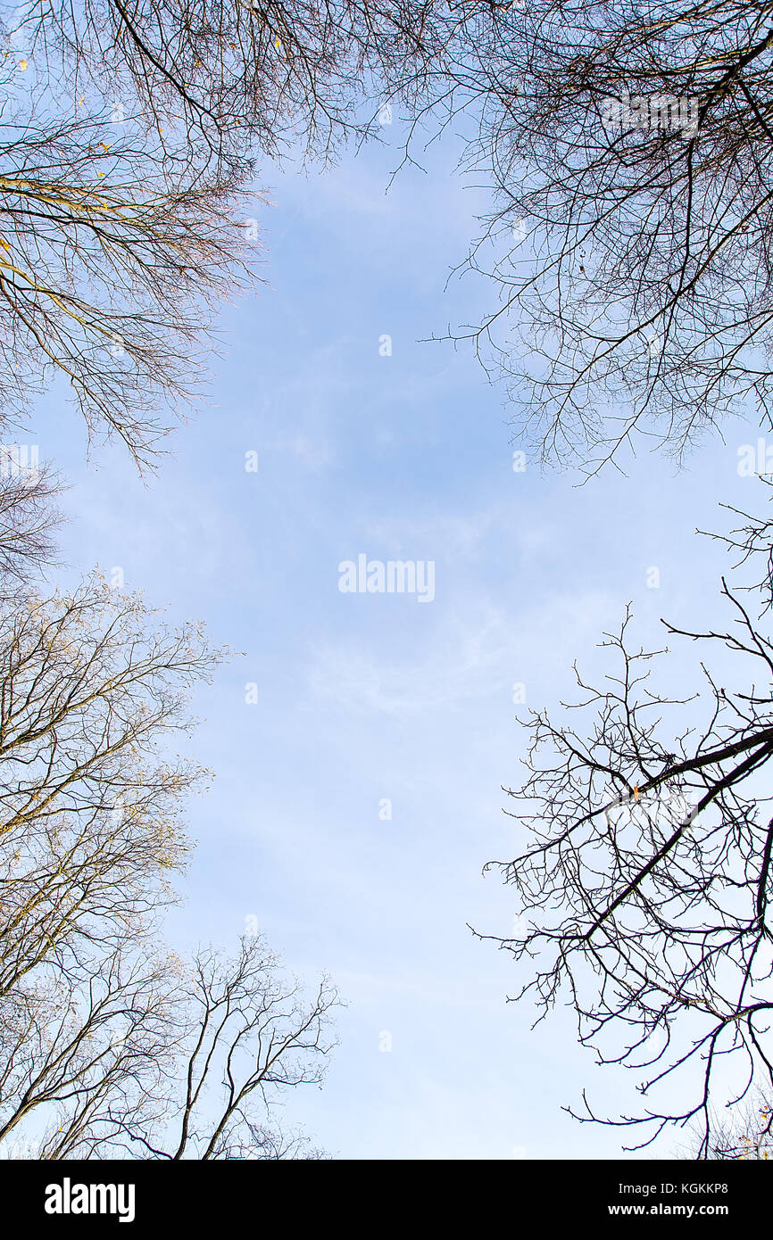 Trees on the sky background Stock Photo - Alamy