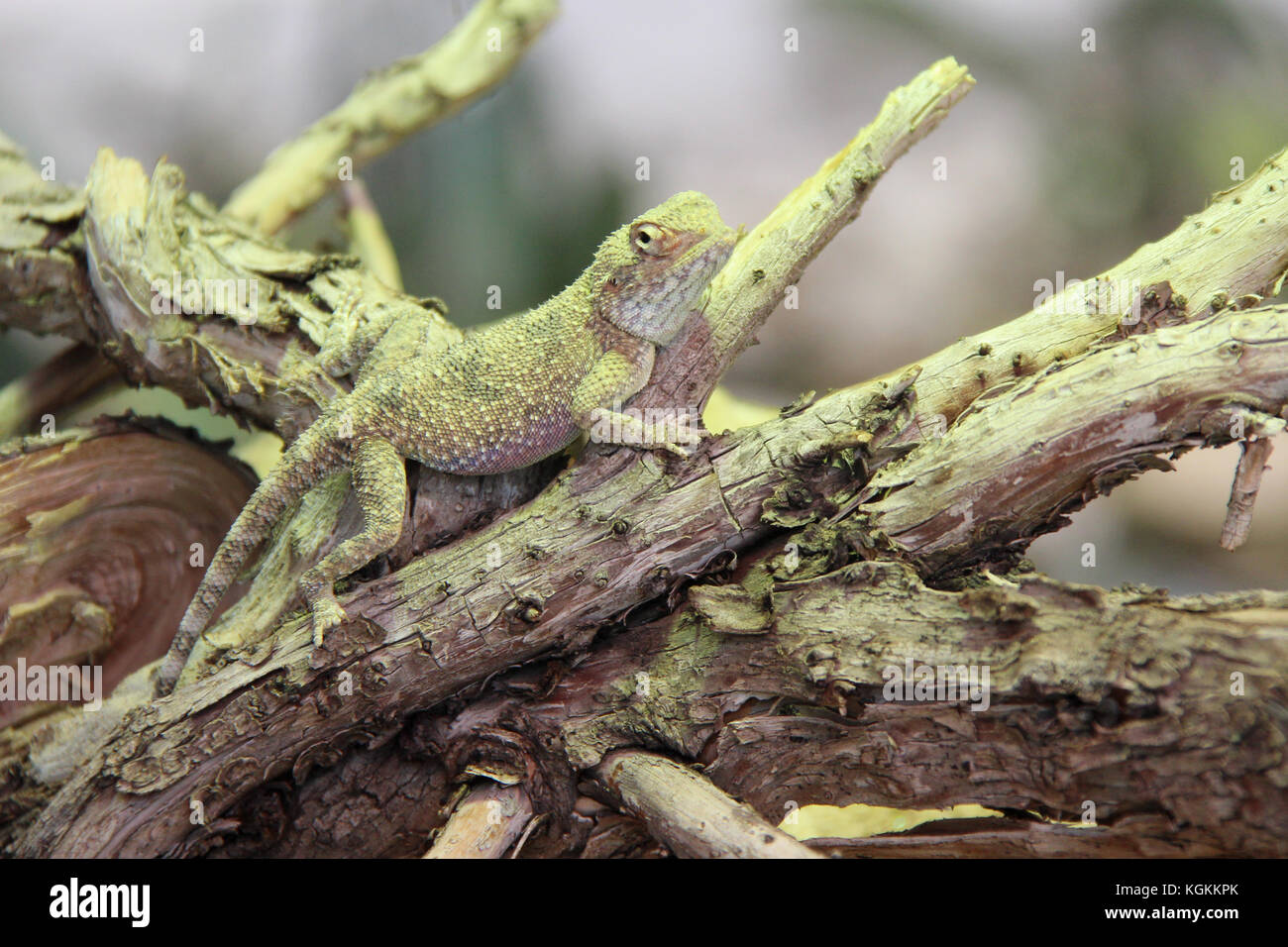 A lizard in a zoo in Vienna (Austria Stock Photo - Alamy