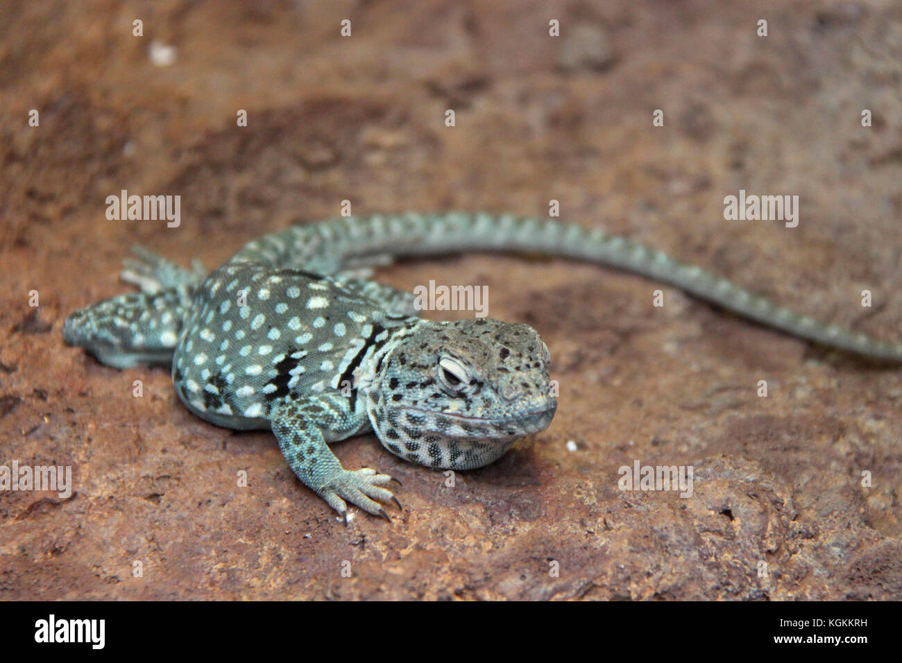 Tete a queue hi-res stock photography and images - Alamy