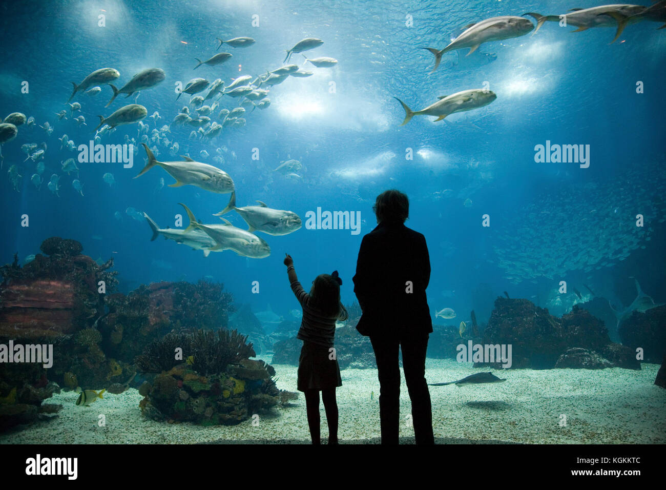 Mother and daughter admiring sea animals, Lisbon Oceanario, Portugal ...