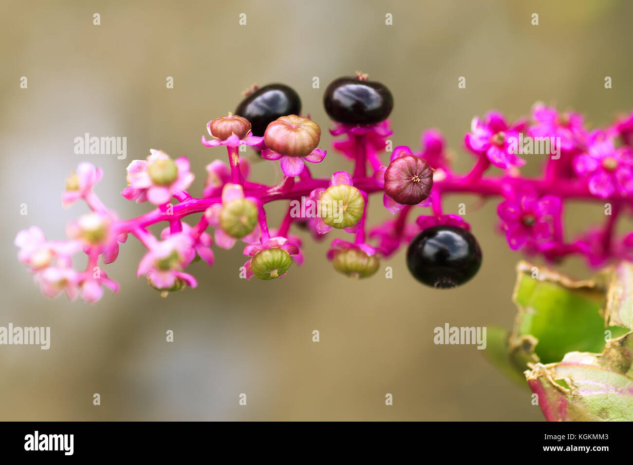American Pokeweed Phytolacca Americana High Resolution Stock ...