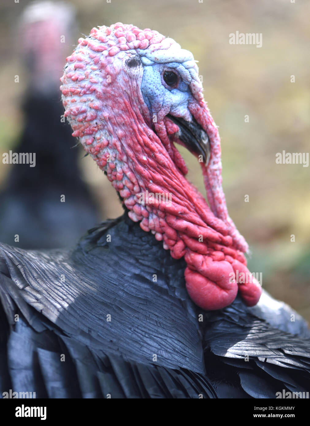 Red wattles hi-res stock photography and images - Alamy