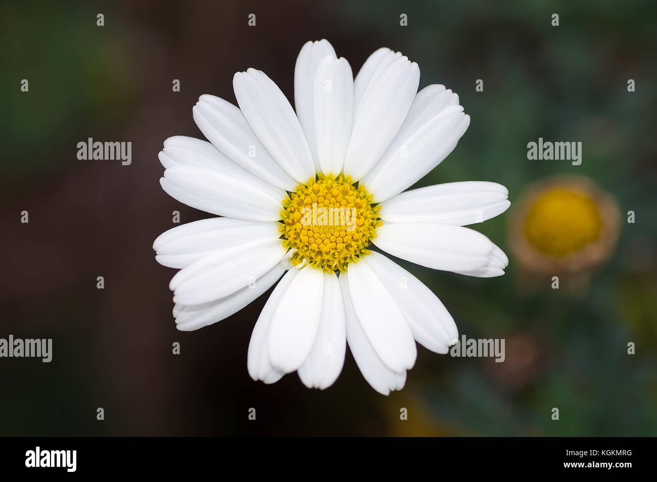Closeup of white oxeye daisy (Leucanthemum vulgare) gainst a dark ...