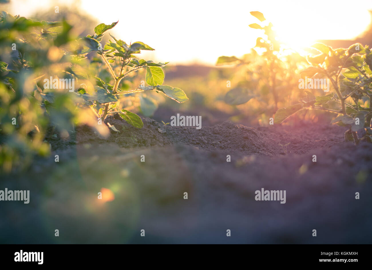 Potato field at sunset in a small village in Republic of Moldova Stock ...