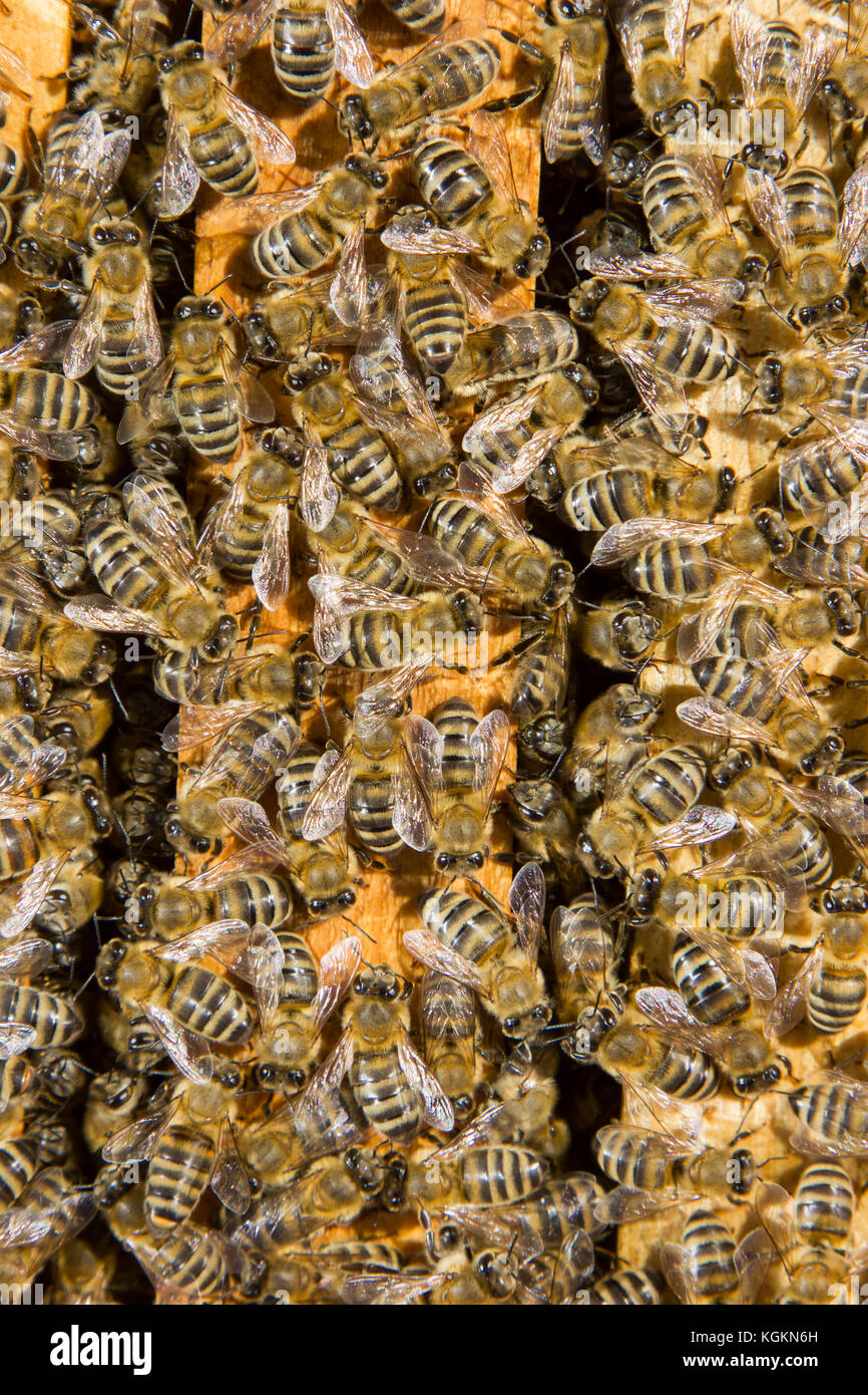 Big hive hi-res stock photography and images - Alamy