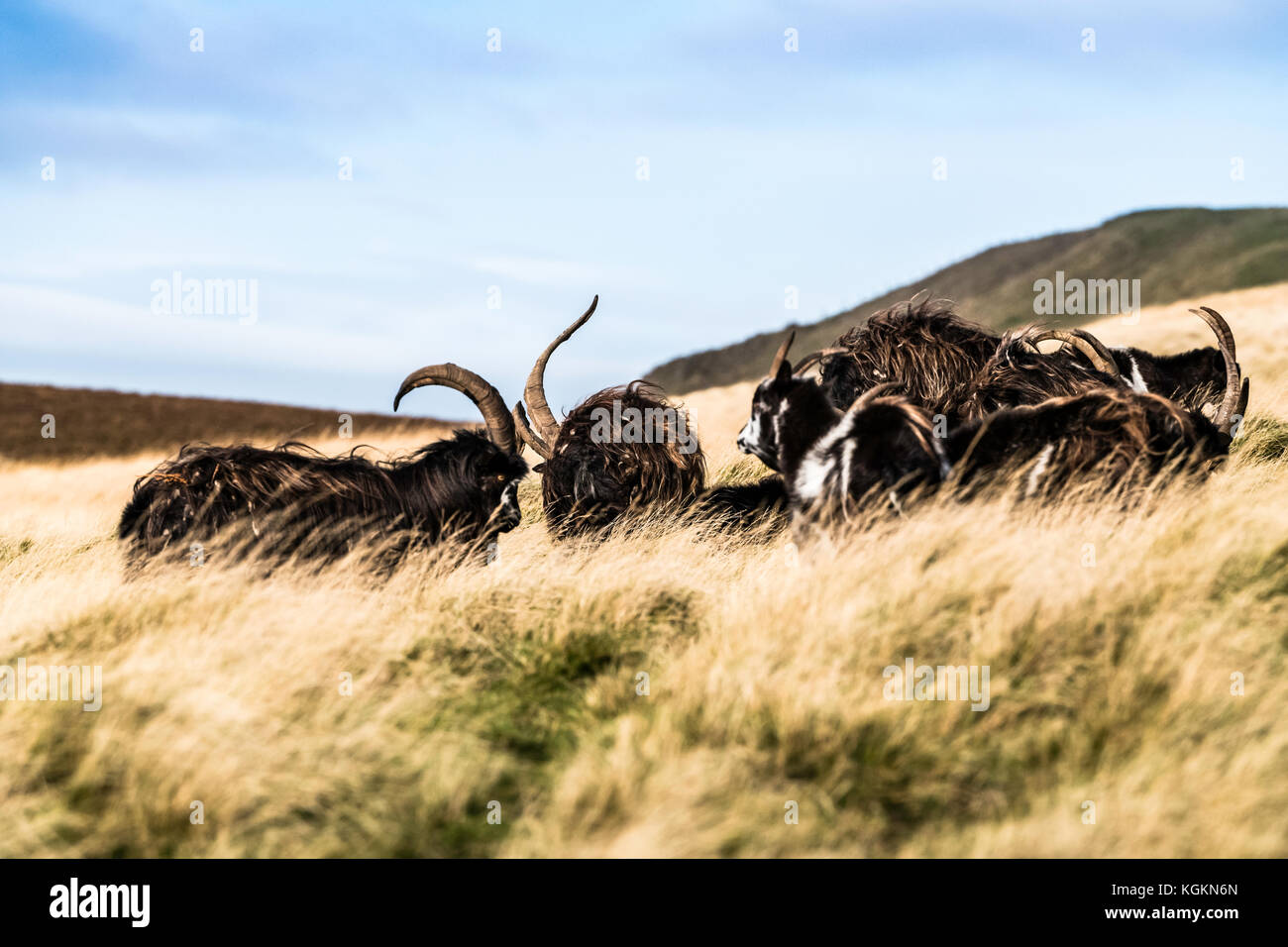 Goat Northumberland National Park High Resolution Stock Photography and ...