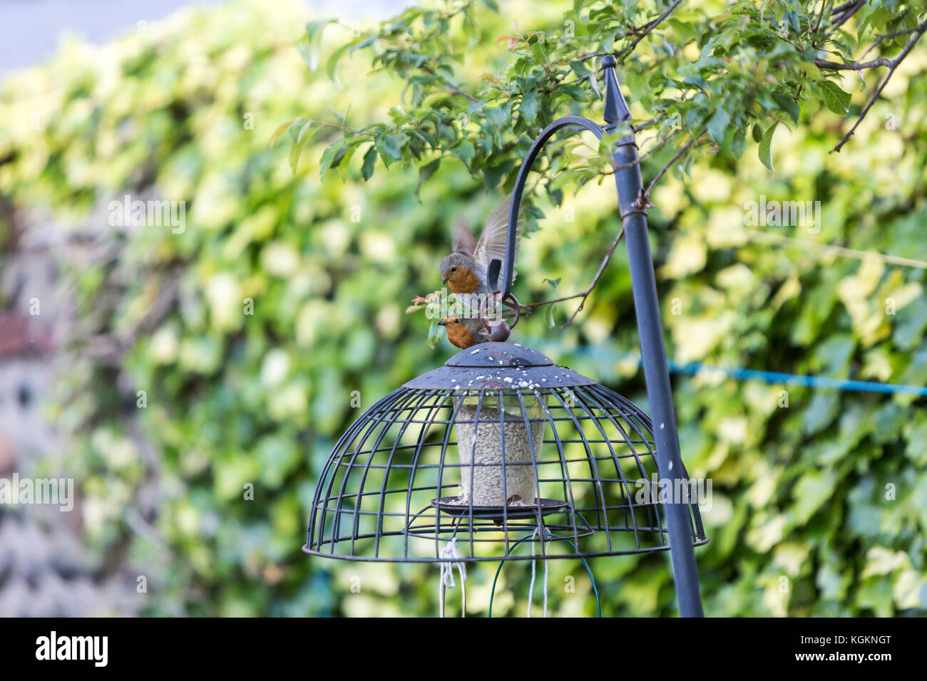 European robins mating hi-res stock photography and images - Alamy