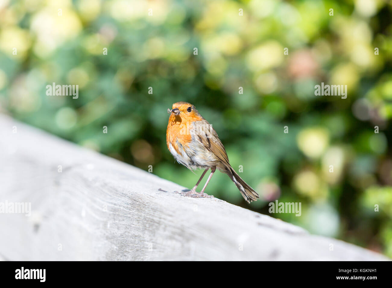 A robin flies hi-res stock photography and images - Alamy