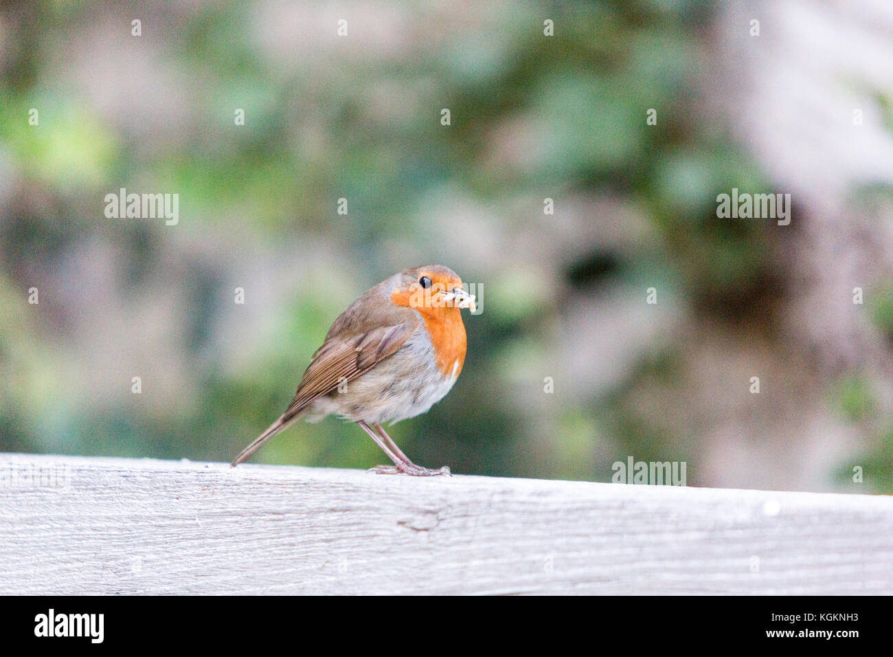 A robin flies hi-res stock photography and images - Alamy