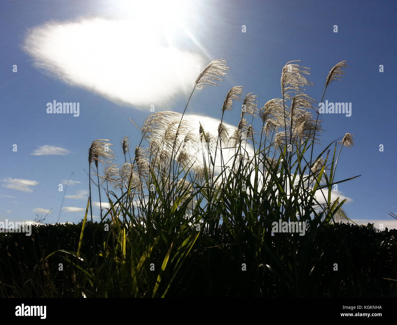 Coastal reeds hi-res stock photography and images - Alamy
