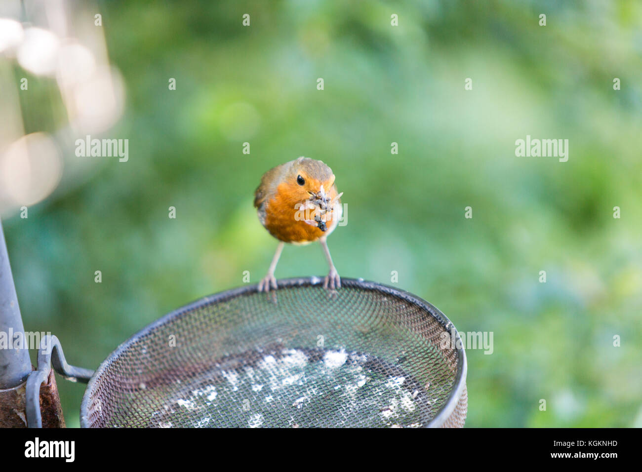 European robin with plenty of flies and worm food to feed his cheeks in ...
