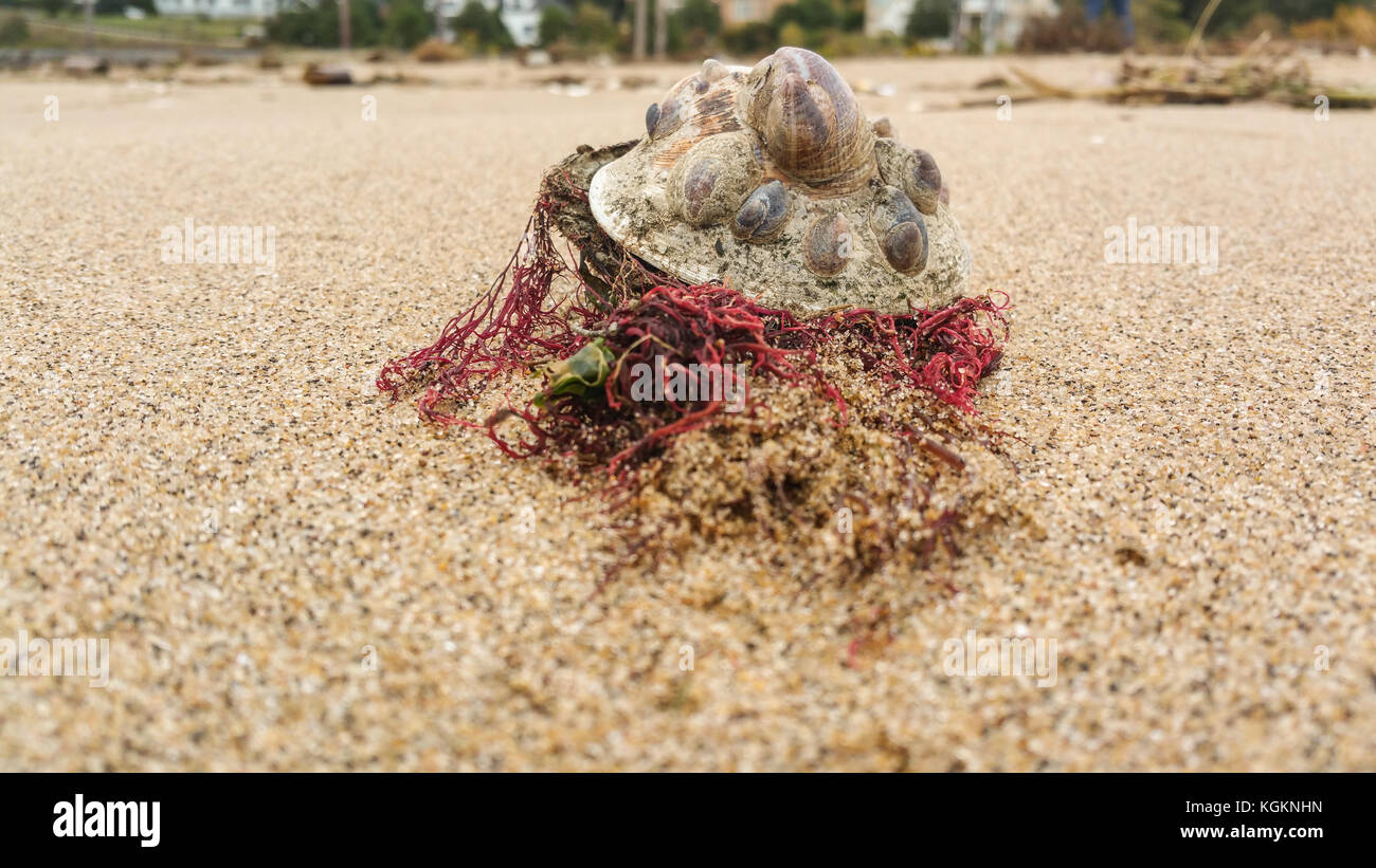 Clam shell with barnacles and seaweed Stock Photo - Alamy