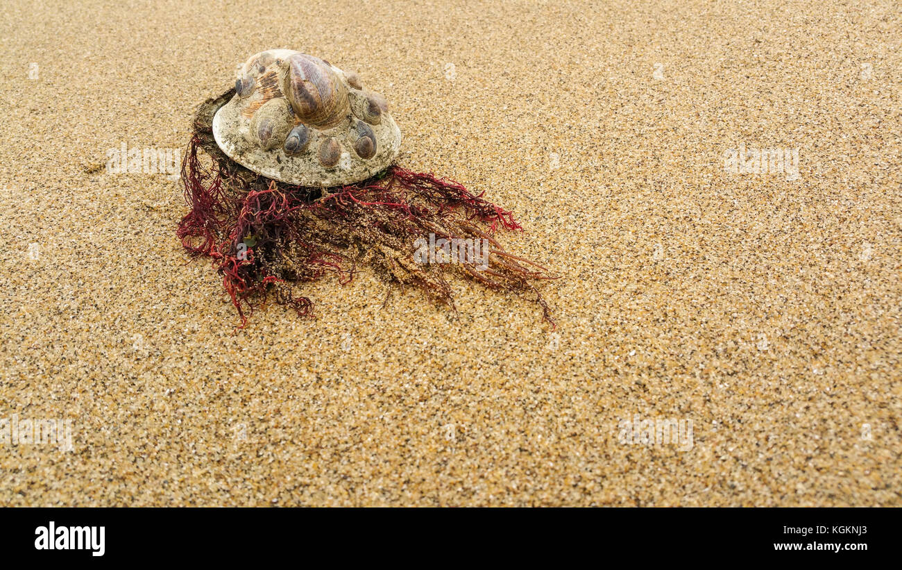 Clam shell with barnacles and seaweed Stock Photo - Alamy