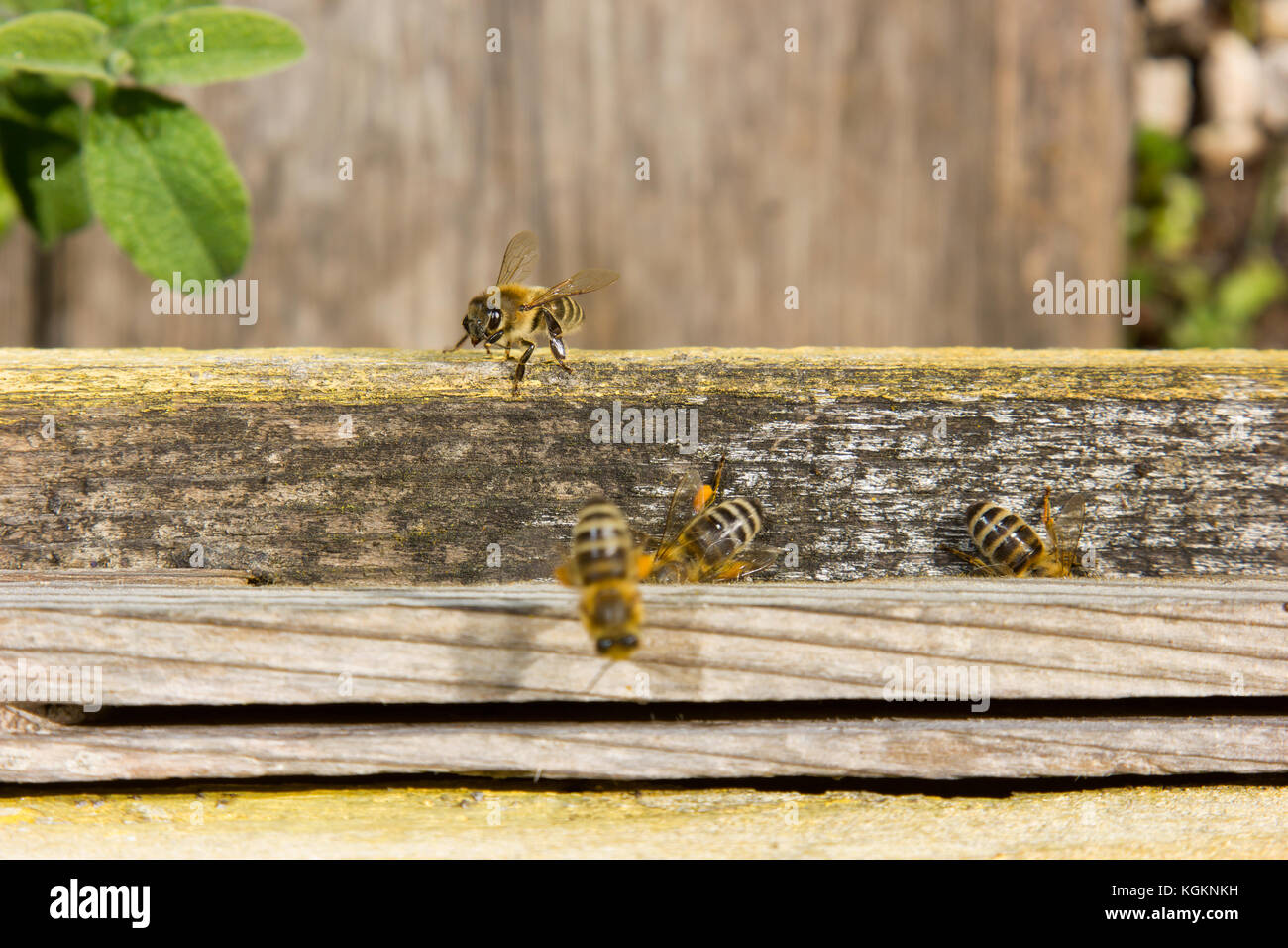 Colorful hives and bees in the nature Stock Photo - Alamy