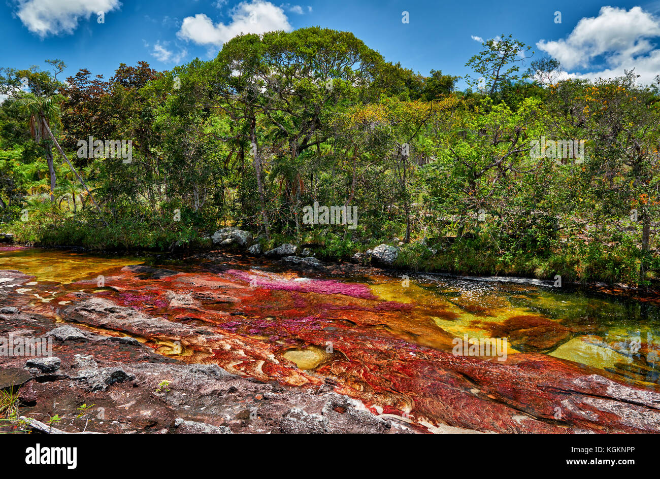 red algae of Cano Cristales called the "River of Five Colors" or the ...