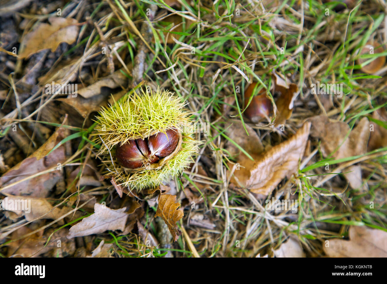Seed casing hi-res stock photography and images - Alamy
