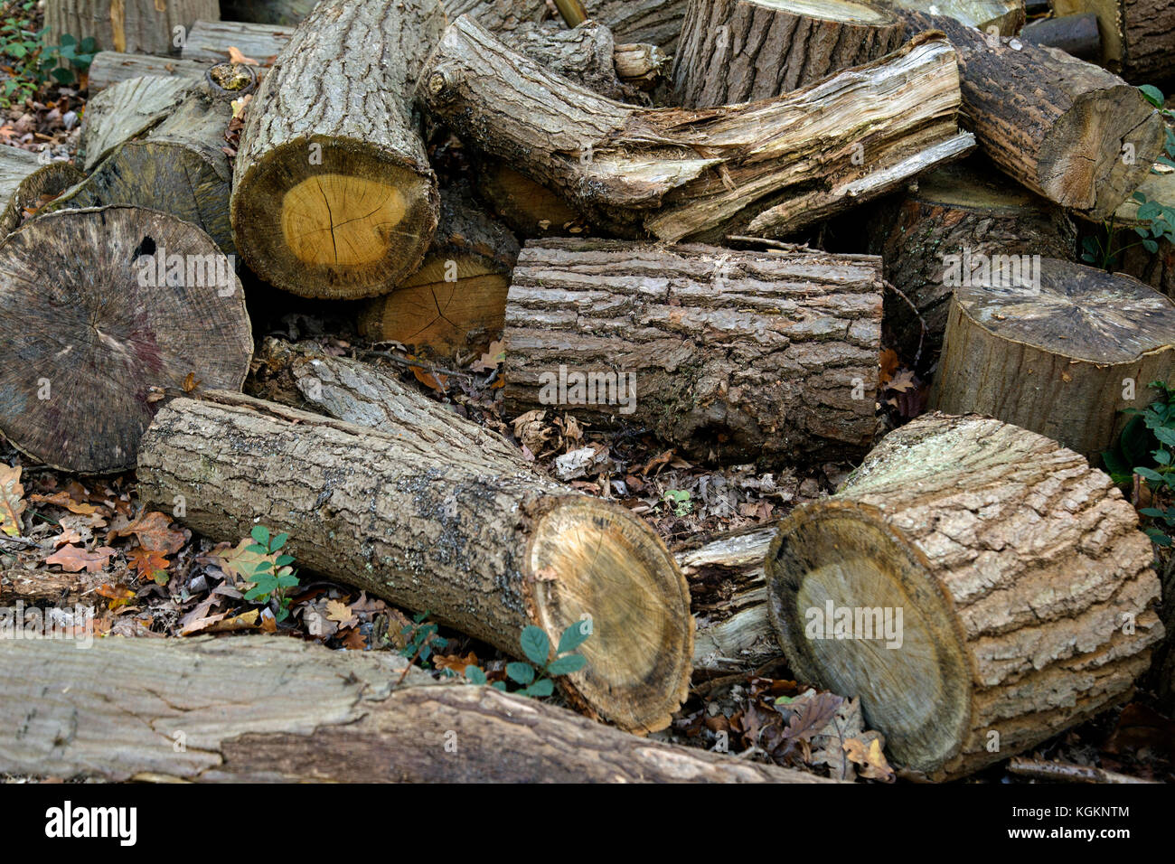 Pile of chopped logs Stock Photo - Alamy