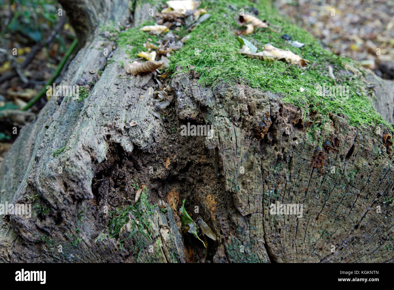 Long dead tree trunk covered in moss Stock Photo - Alamy