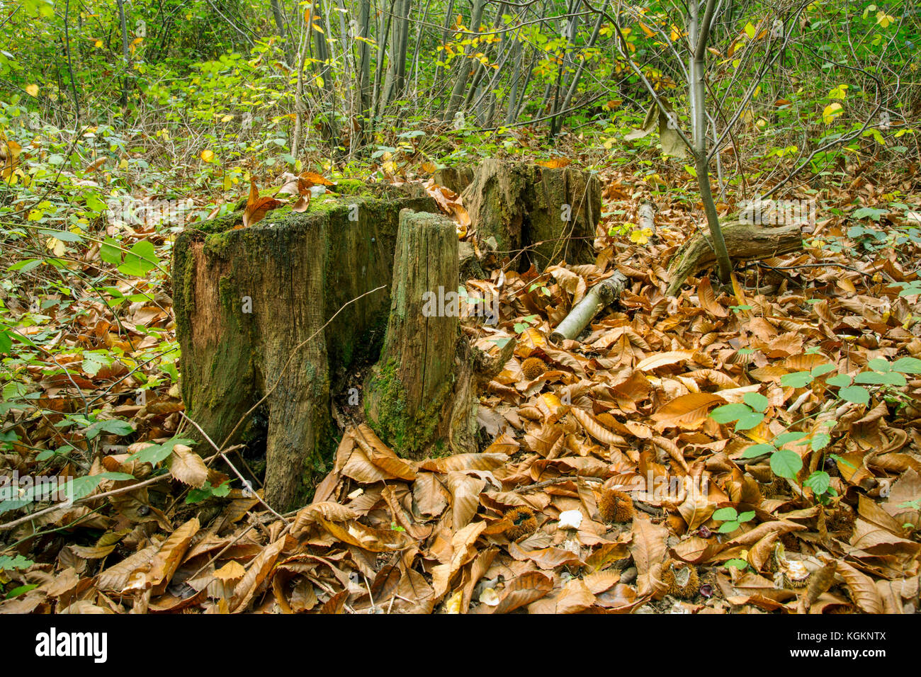 Rotting trunks hi-res stock photography and images - Alamy