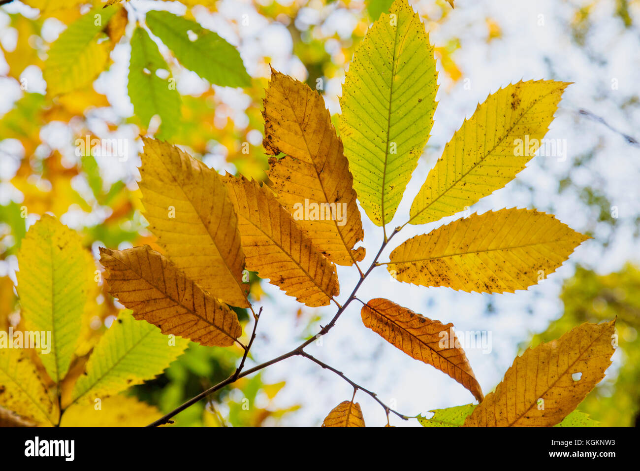 Autumn leaves seen from below and photographed landscape format Stock ...