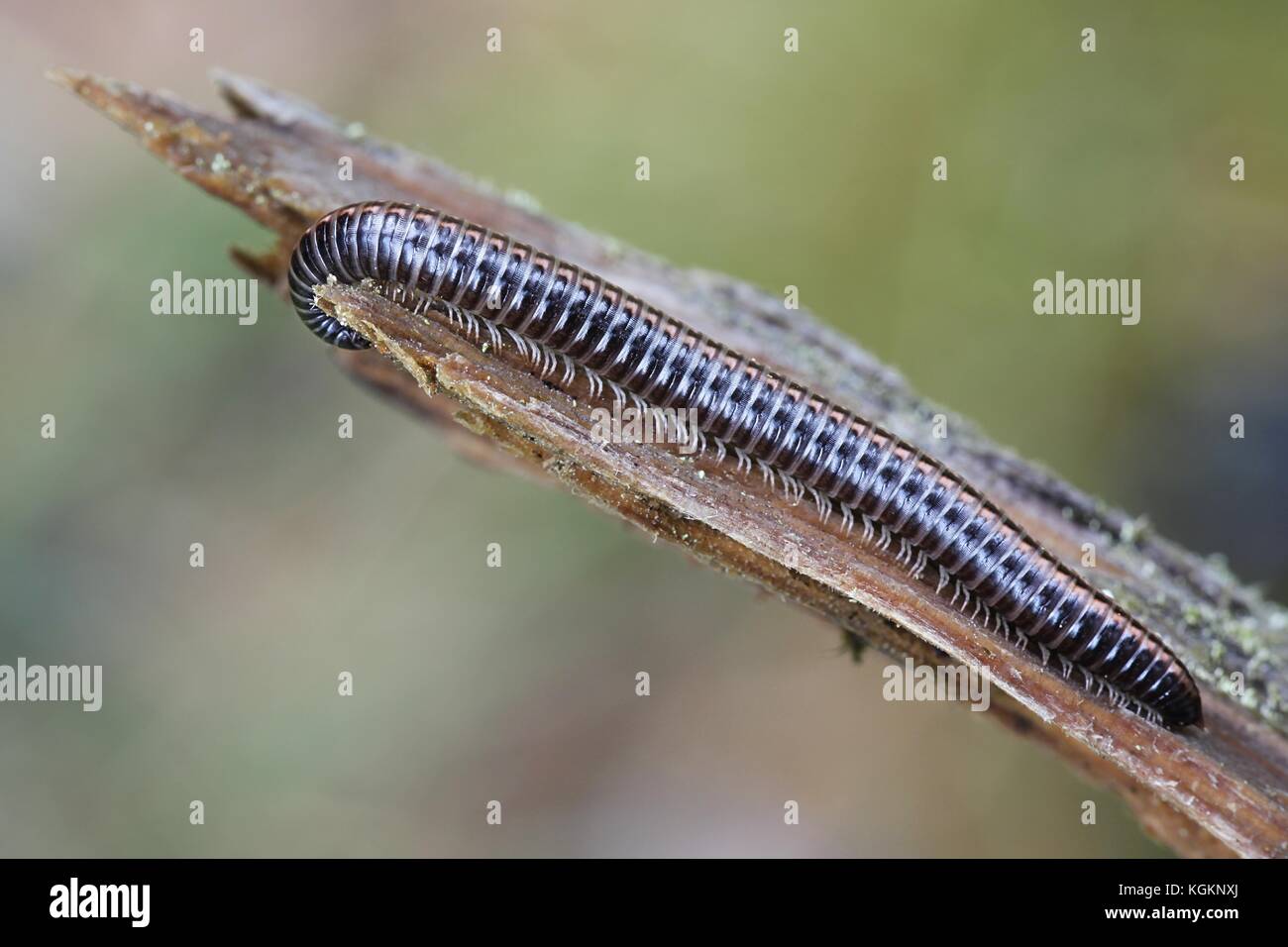 Striped millipede hi-res stock photography and images - Alamy